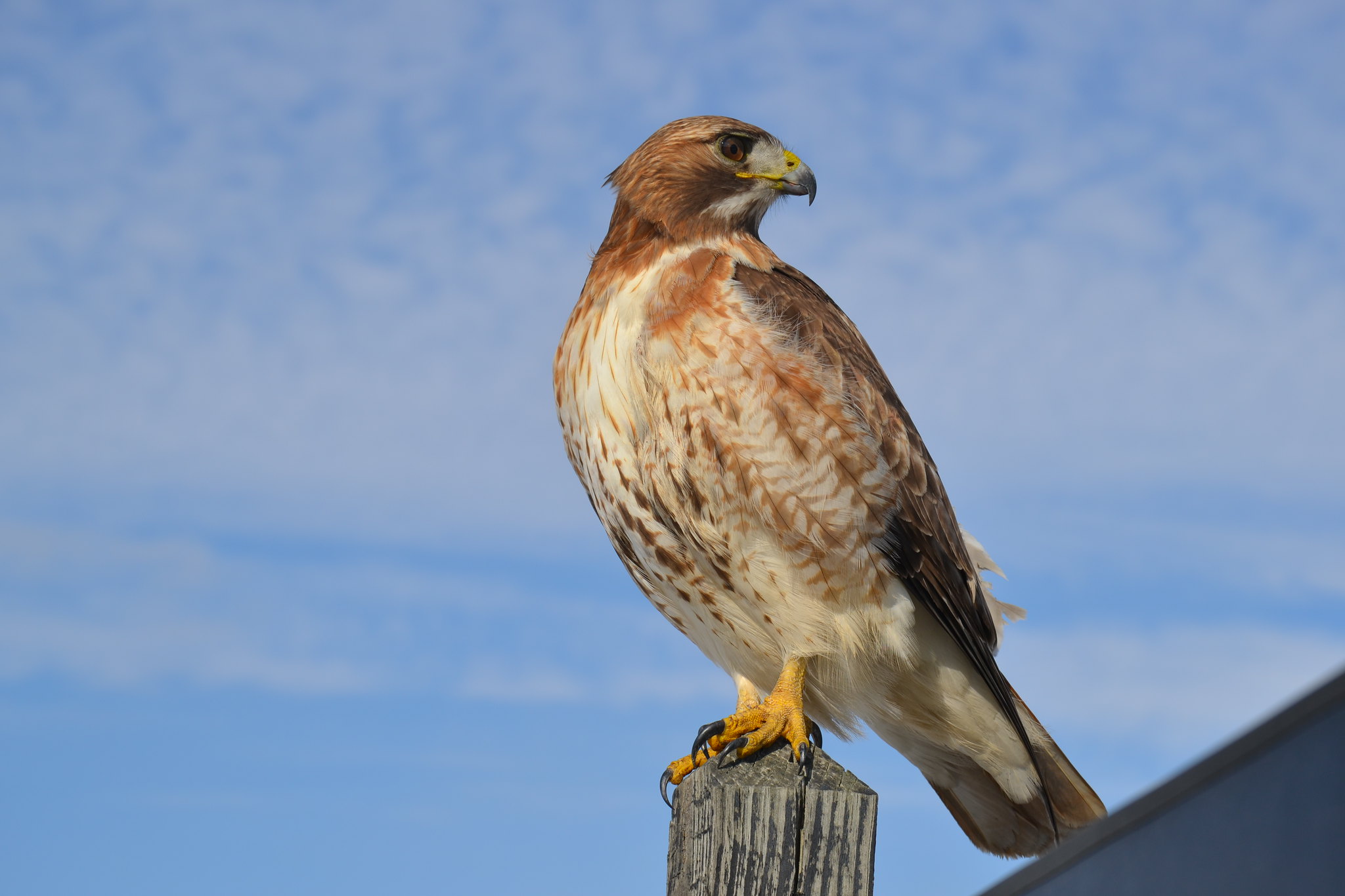 Fall Migratory Birds – Defenders of Crooked Lake